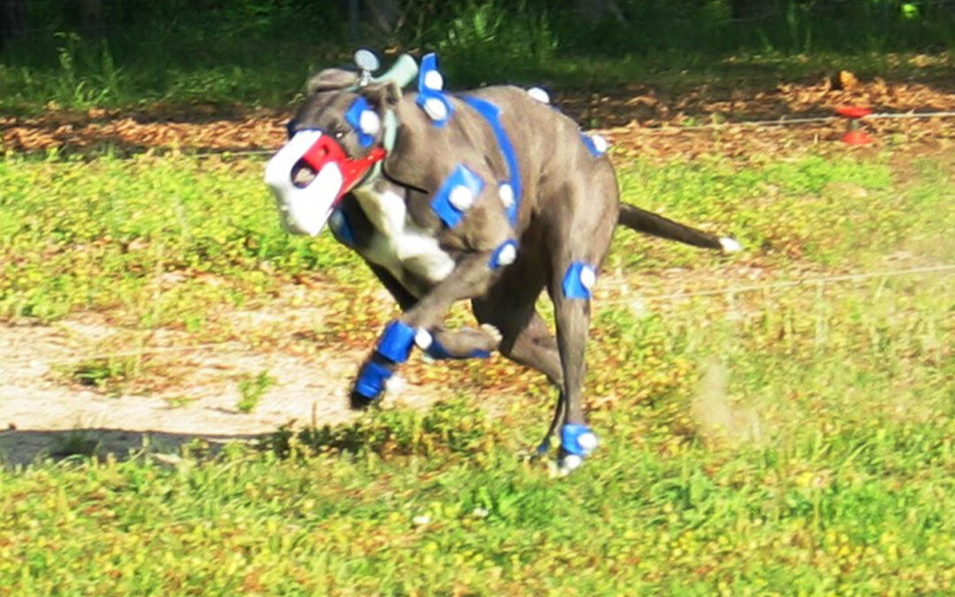 Muscle Actions of the Legs During Locomotion of the Dog | SportsVet.com