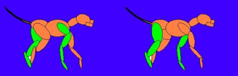 Basics of Locomotion & Gait Analysis of the Dog | SportsVet.com