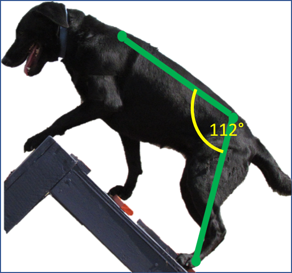 Course 2 – Applied Biomechanics for the Performance Dog | SportsVet.com